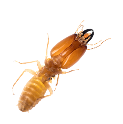 Dr. Termite